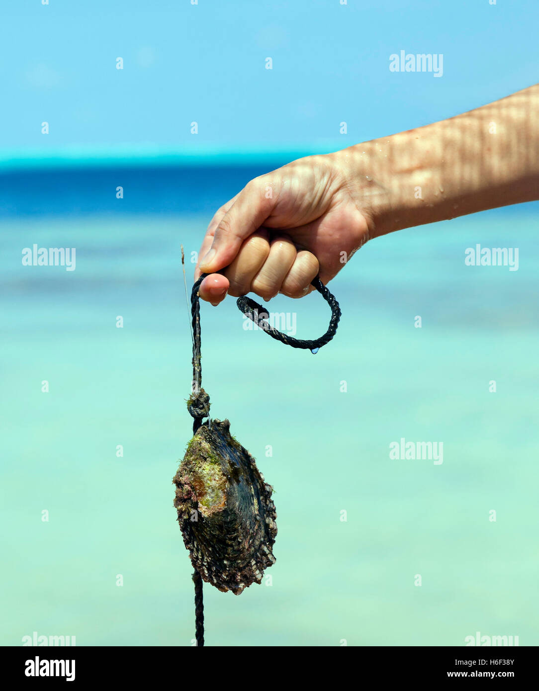 Huître perlière Banque de photographies et d’images à haute résolution ...