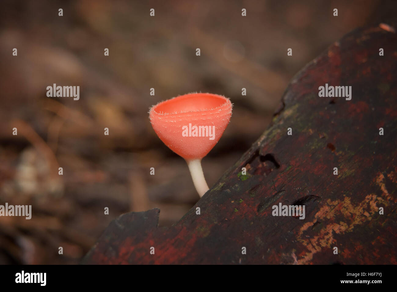 Champignon orange vif Banque de photographies et d’images à haute ...