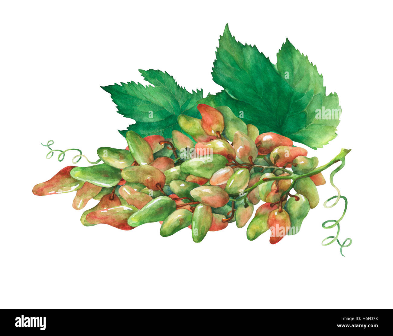 Dessin de grappe de raisin Banque de photographies et d’images à haute ...