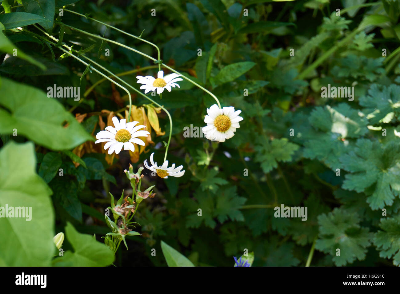 Sorte de fleurs Banque de photographies et d’images à haute résolution ...