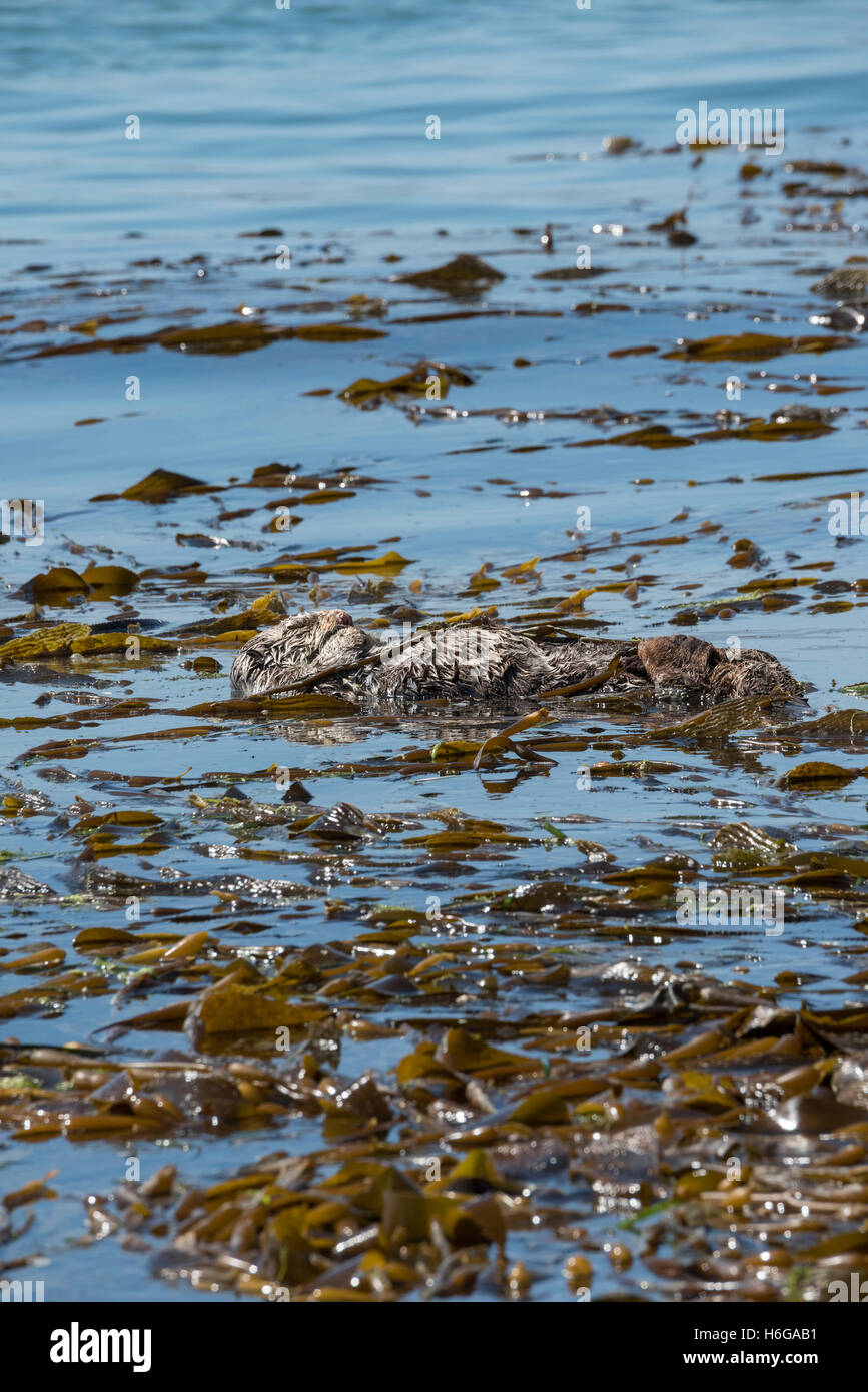 En Californie ou dans le sud de la loutre de mer, loutre de mer Enhydra ... En Californie ou dans le sud de la loutre de mer, loutre de mer Enhydra ...