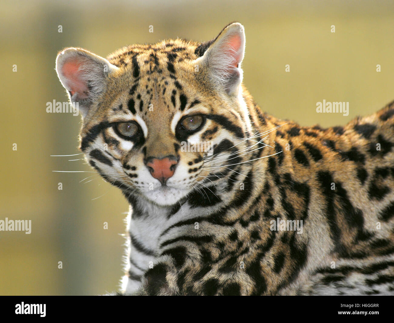 Ocelot head Banque de photographies et d’images à haute résolution - Alamy