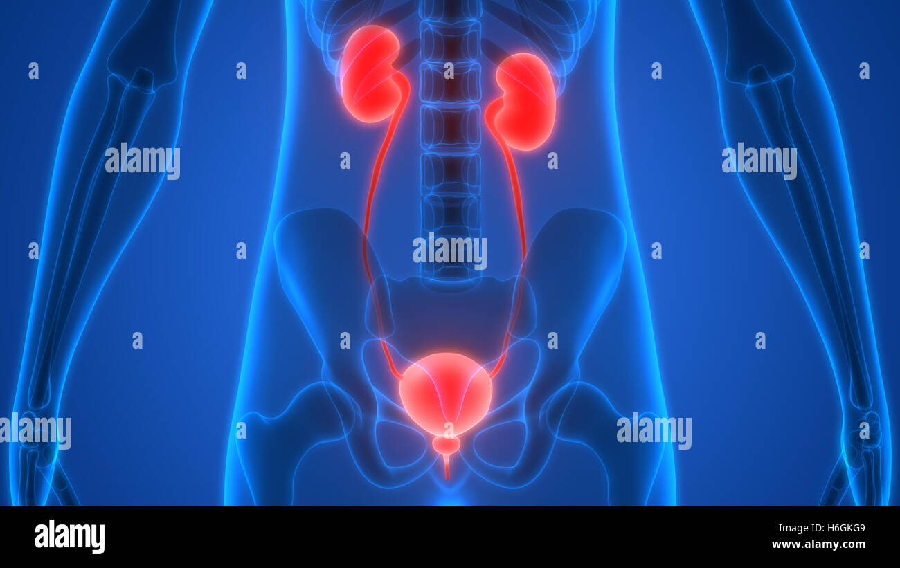 Radiographie de la vessie Banque de photographies et d’images à haute ...