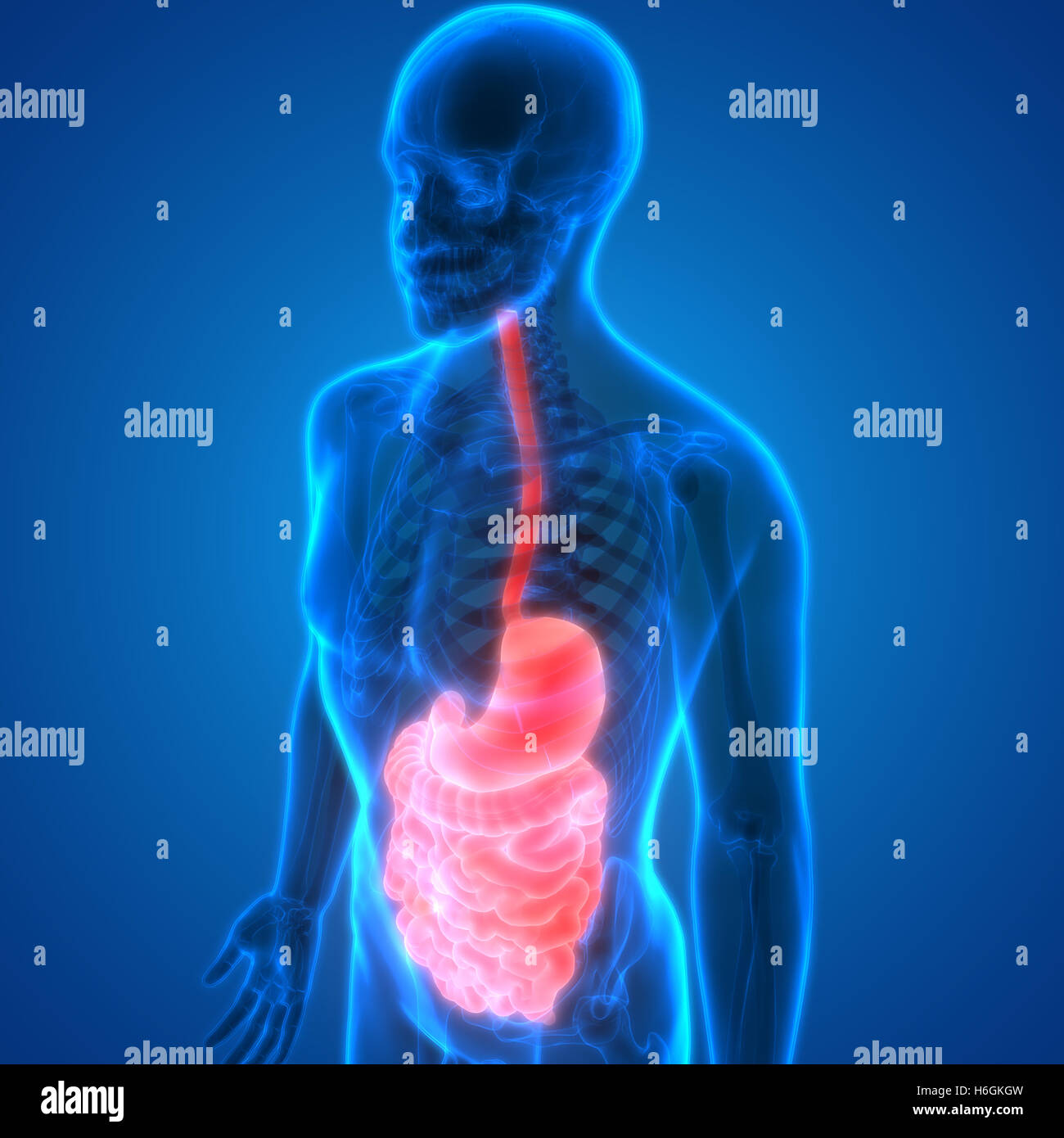 Anatomie du système digestif humain Photo Stock - Alamy