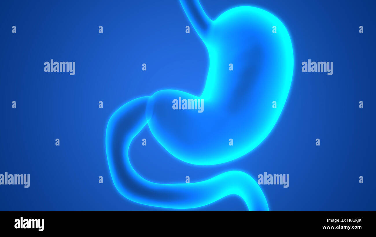 Système digestif humain (anatomie de l'estomac Photo Stock - Alamy