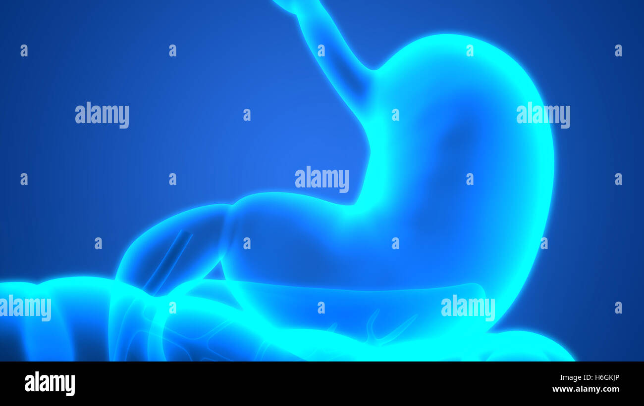 Système digestif humain (anatomie de l'estomac Photo Stock - Alamy