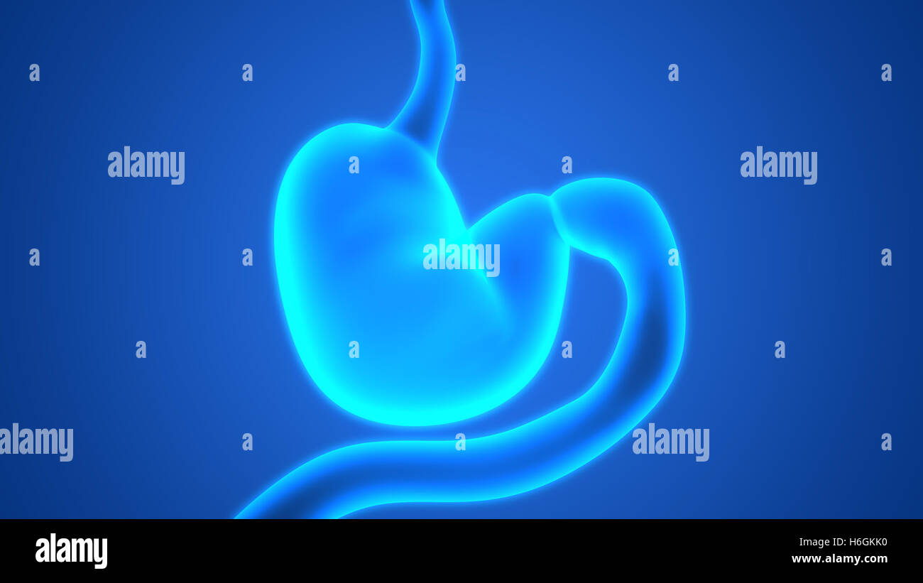 Système digestif humain (anatomie de l'estomac Photo Stock - Alamy