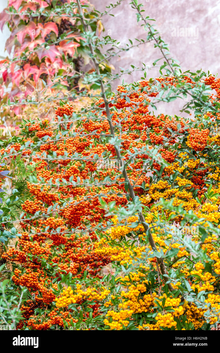 Baies jaunes pyracantha Banque de photographies et d’images à haute ...
