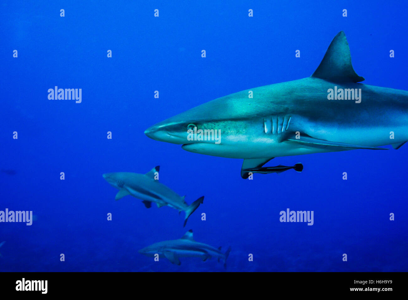 Requin gris de récif Banque de photographies et d’images à haute ...