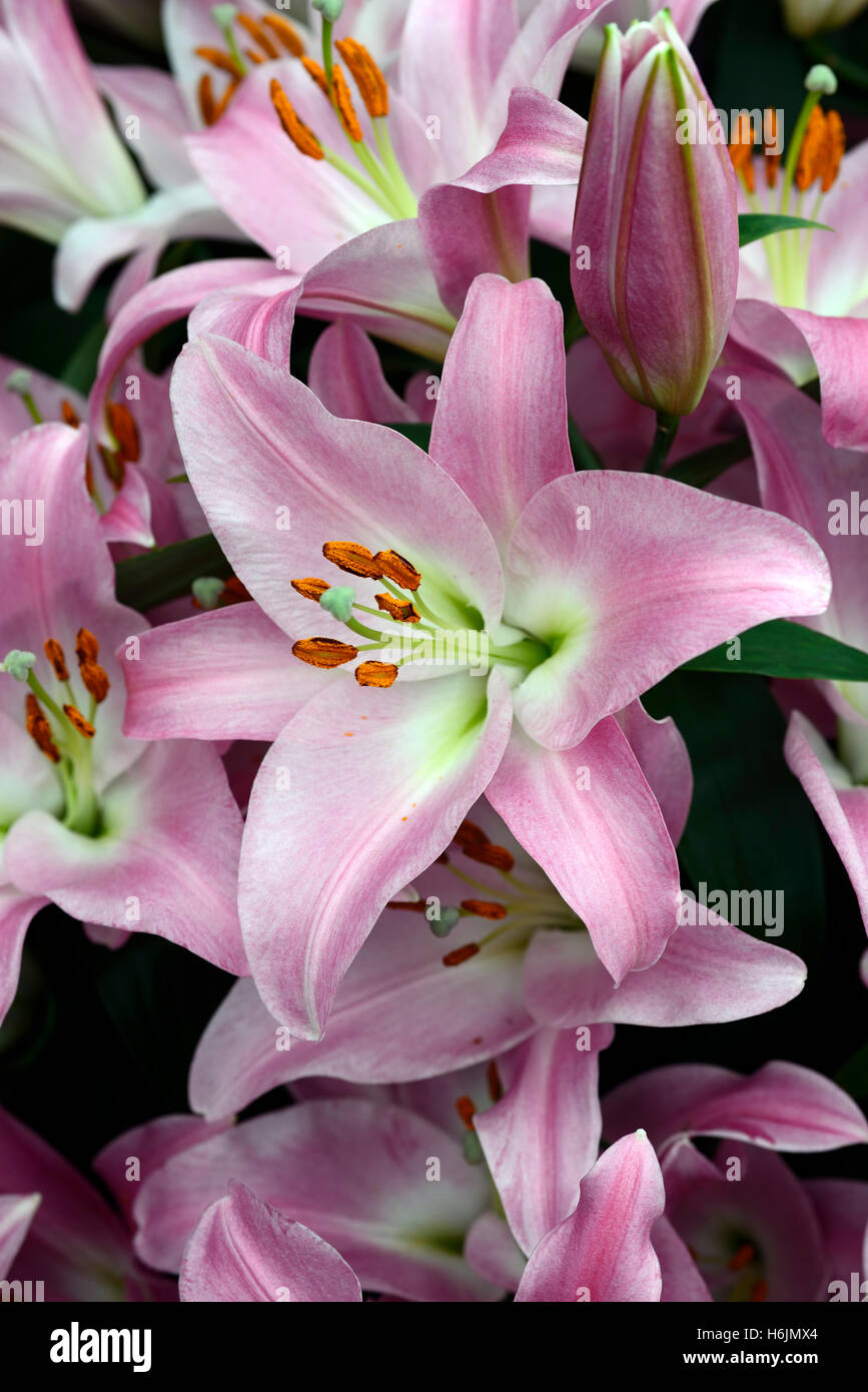Pink oriental lily lilium Banque de photographies et d’images à haute ...