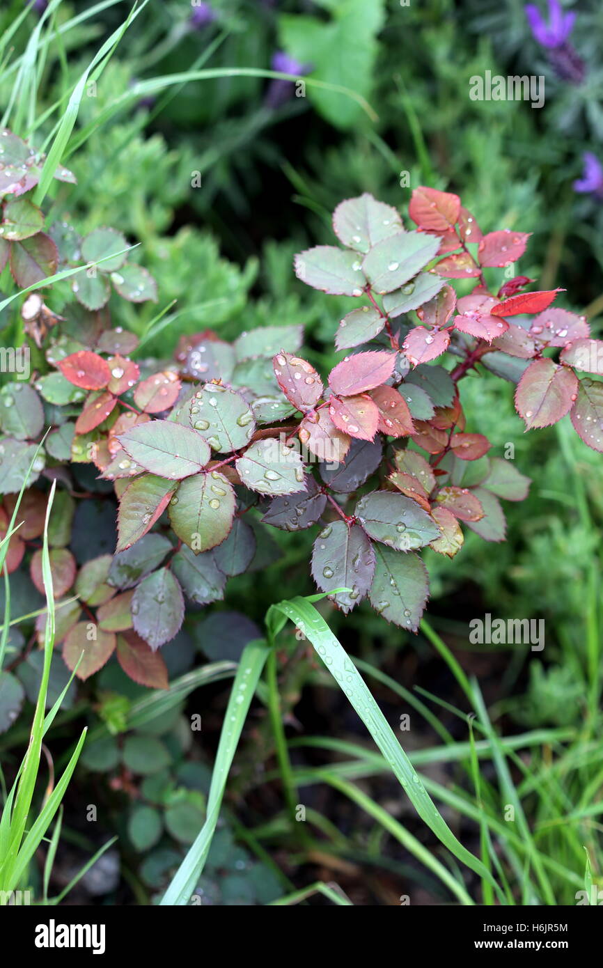 Rose sans feuilles Banque de photographies et d’images à haute résolution - Alamy