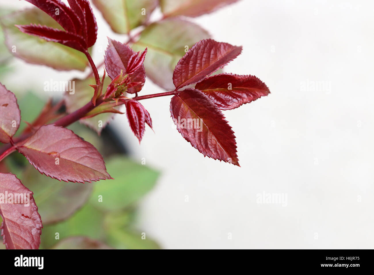 Feuilles de rosier Banque de photographies et d’images à haute résolution - Alamy