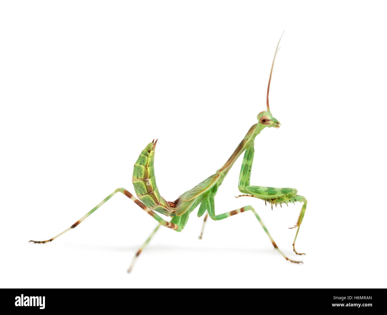 Miomantis binotata Banque de photographies et d’images à haute ...