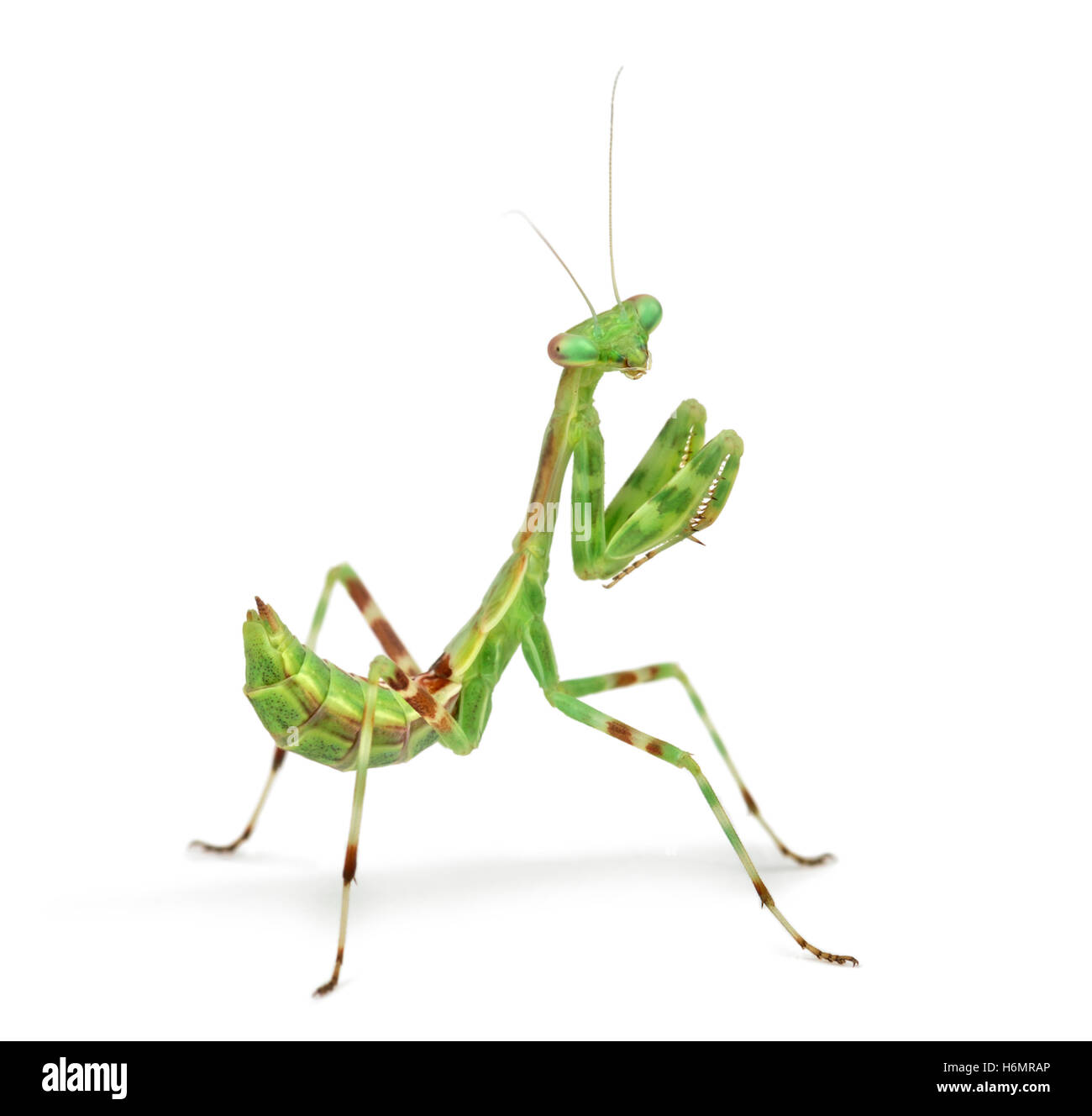 Miomantis binotata Banque de photographies et d’images à haute ...