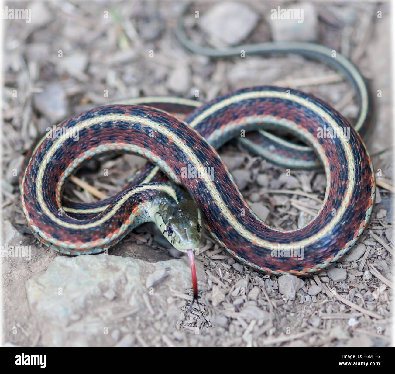 Thamnophis elegans terrestris Banque de photographies et d’images à ...