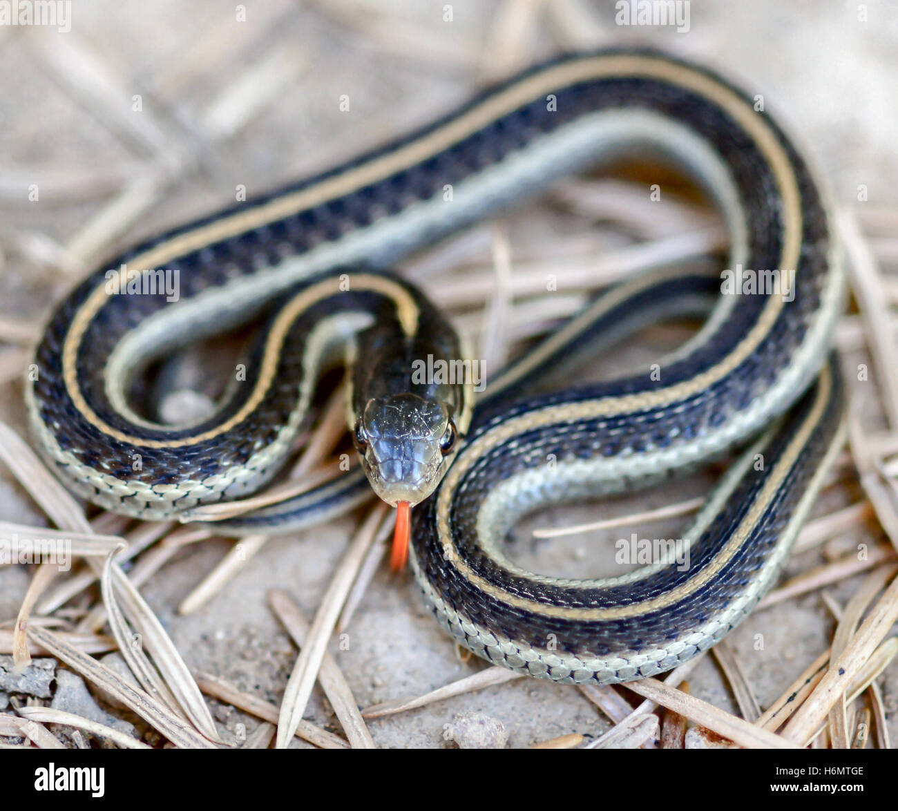 Couleuvre aquatique Banque de photographies et d’images à haute ...