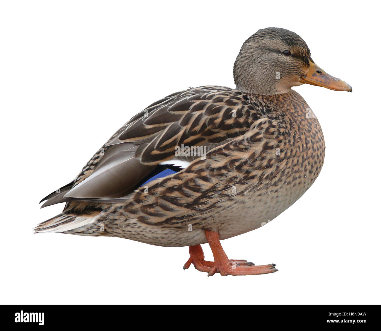 De ce canard Banque de photographies et d’images à haute résolution - Alamy