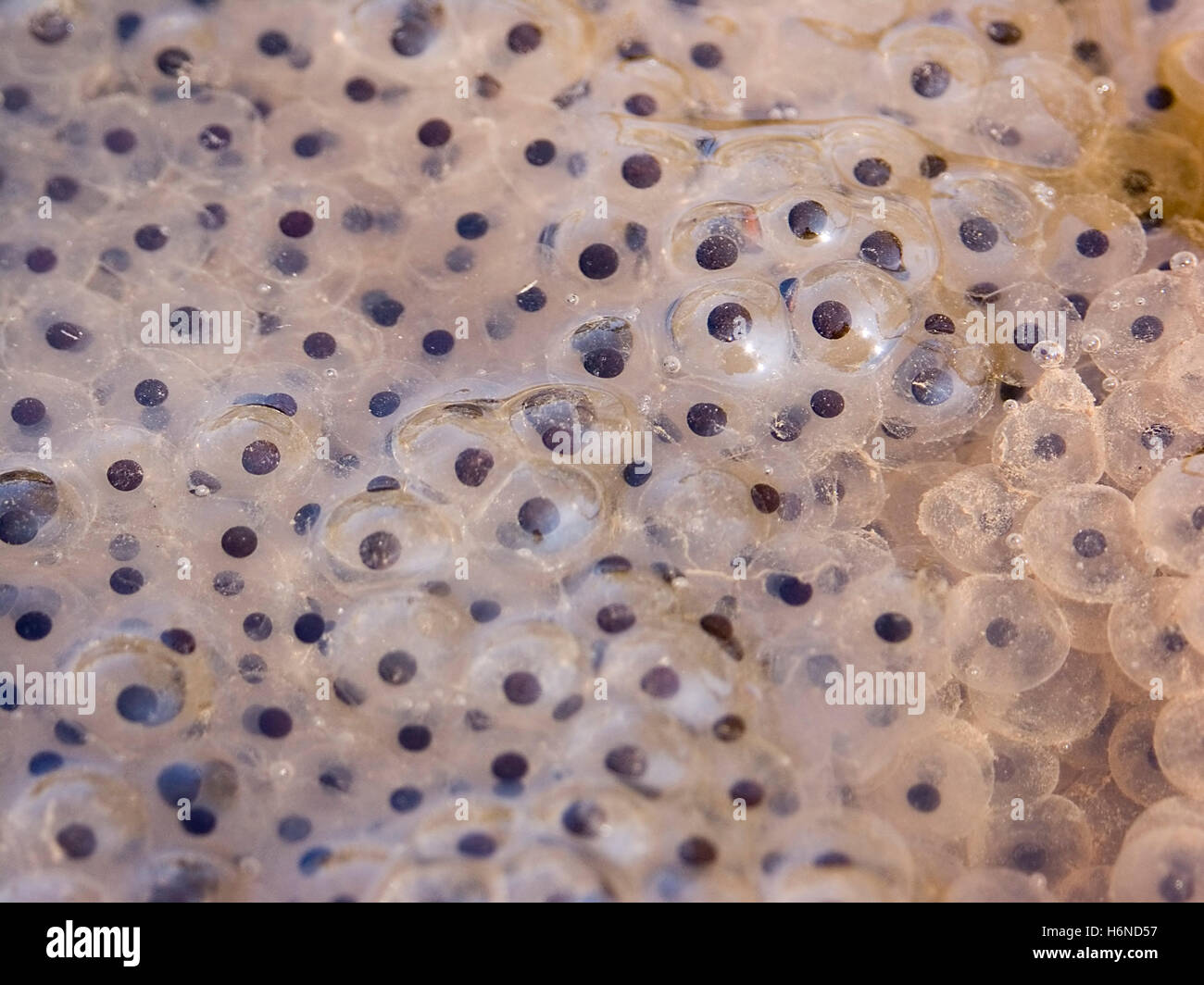 Crapauds en train de se reproduire Banque de photographies et d’images ...