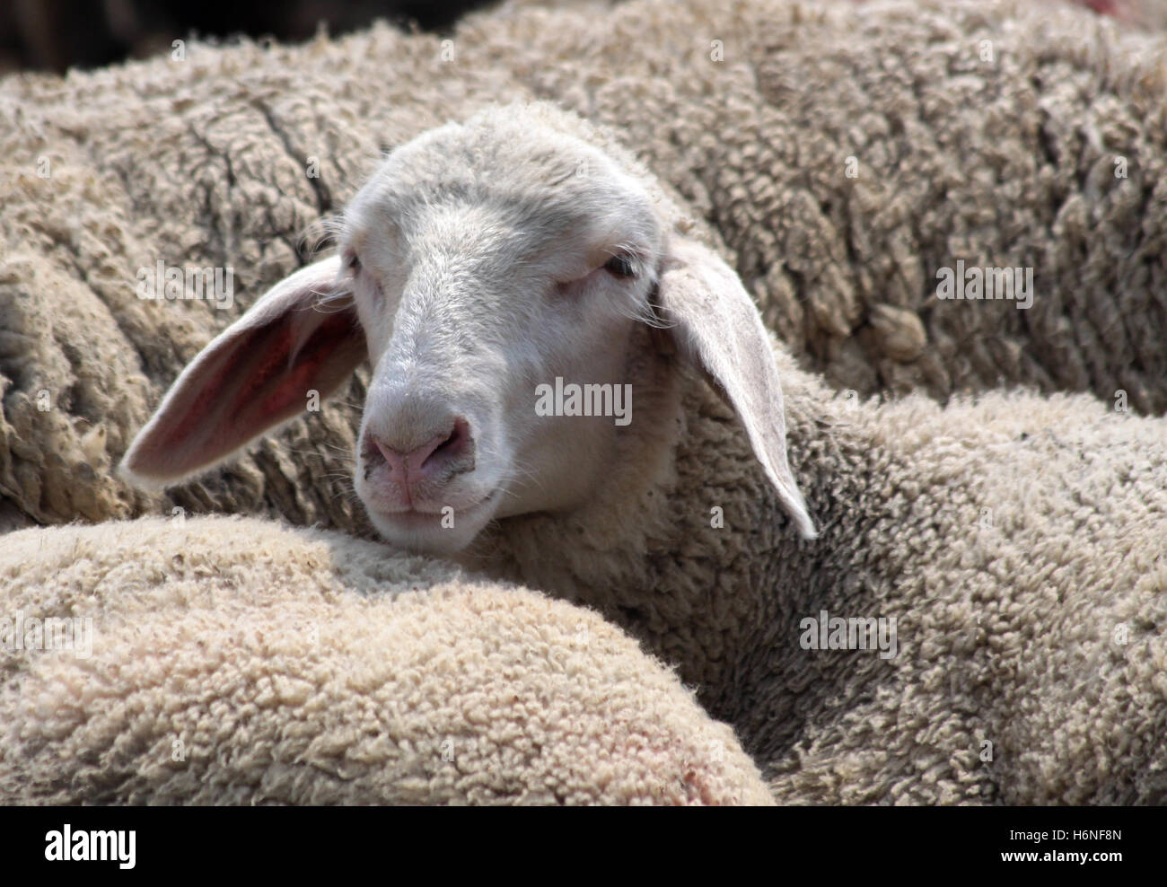 Blockhead animals Banque de photographies et d’images à haute ...