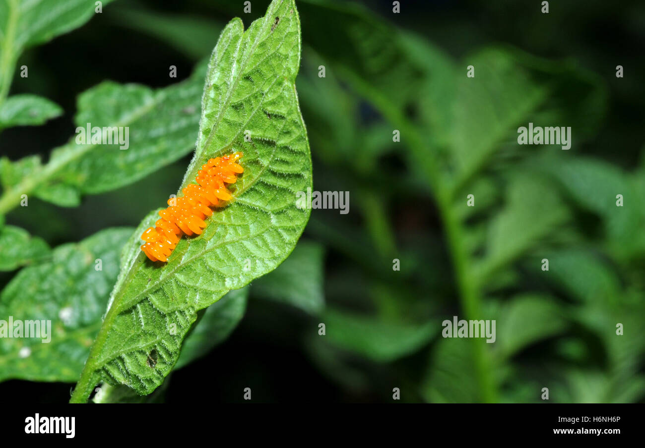 Doryphore de polyclète Banque de photographies et d’images à haute ...