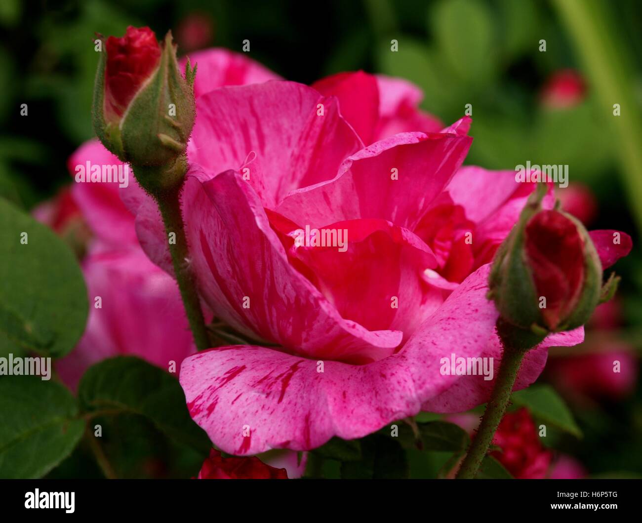 Rosa Mundi Gallica Banque d'image et photos - Alamy
