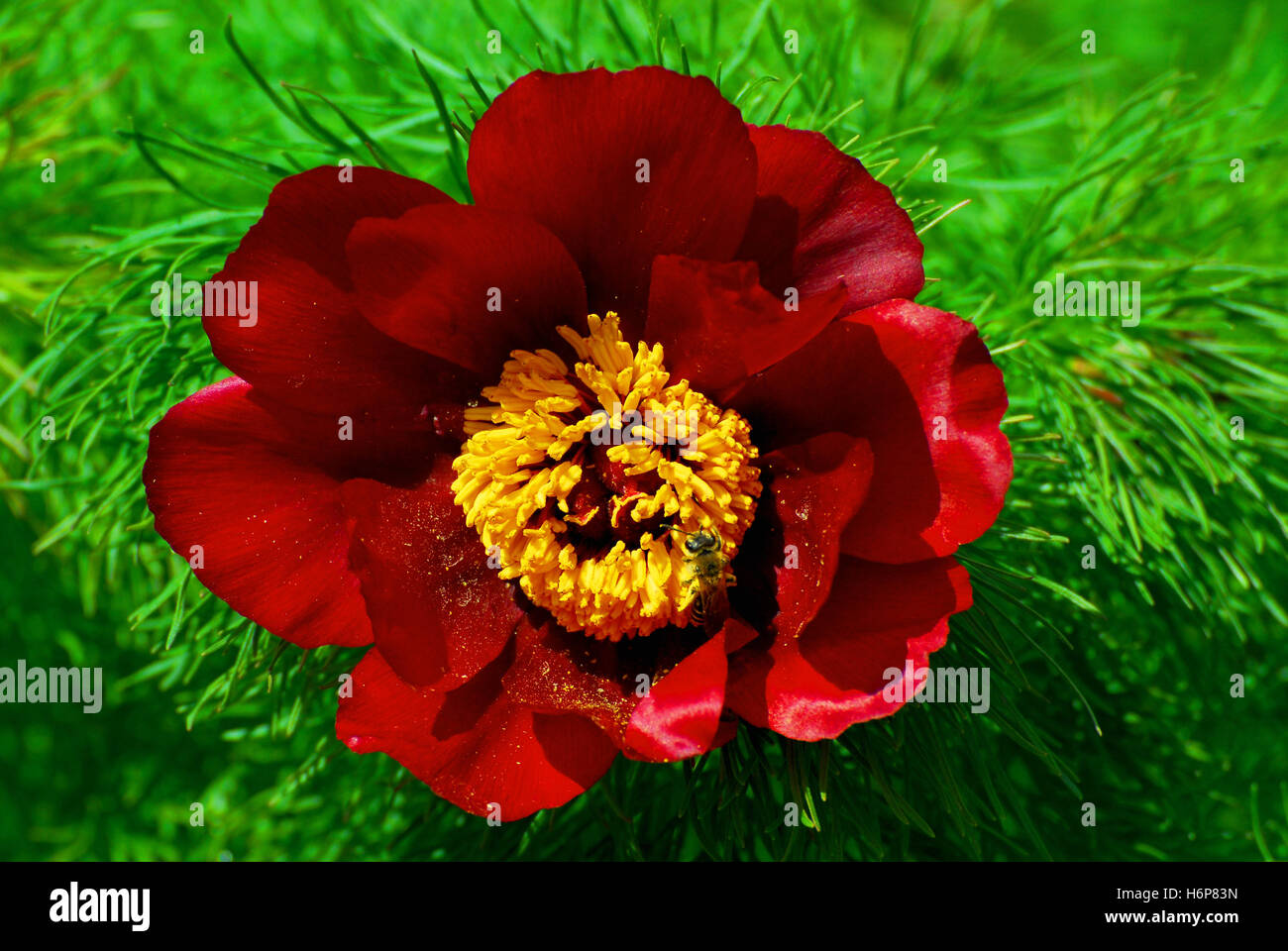 Plantes de pivoine Banque de photographies et d’images à haute ...