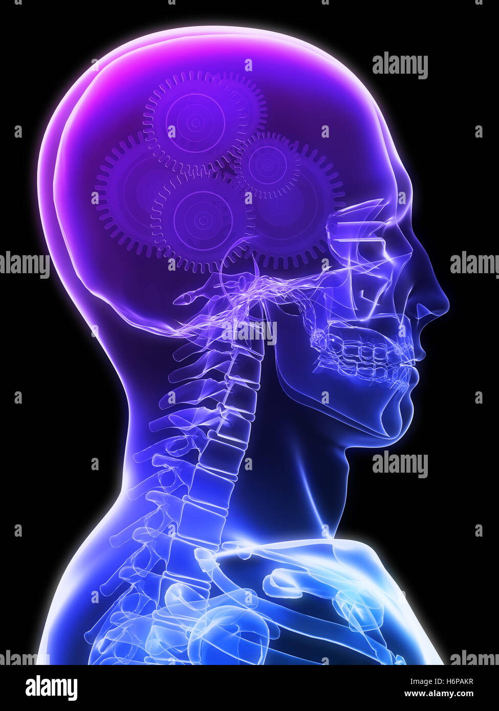 Anatomie 3d nuque crane Banque de photographies et d’images à haute ...