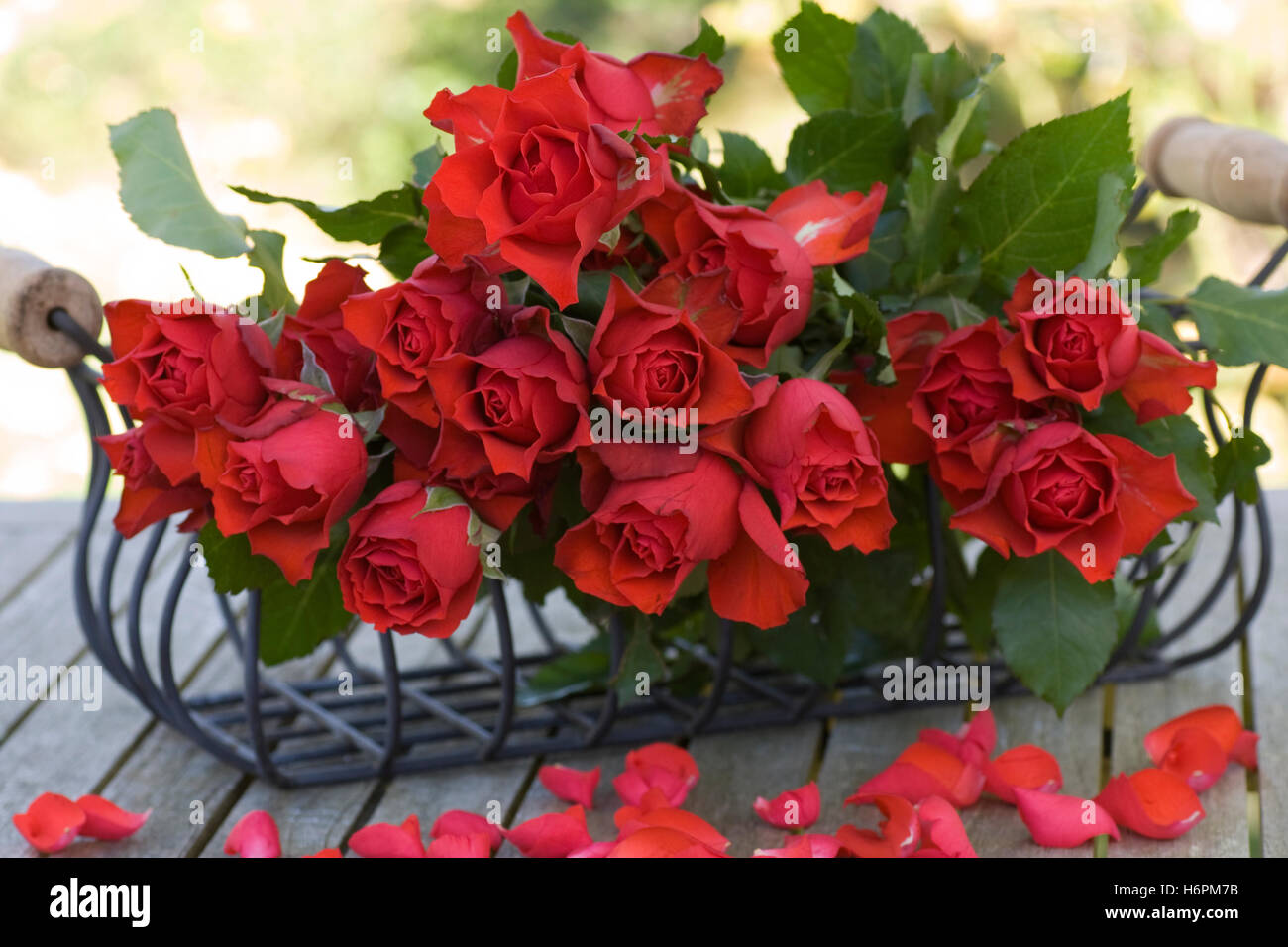 Roses rouges dans le panier Banque de photographies et d’images à haute ...