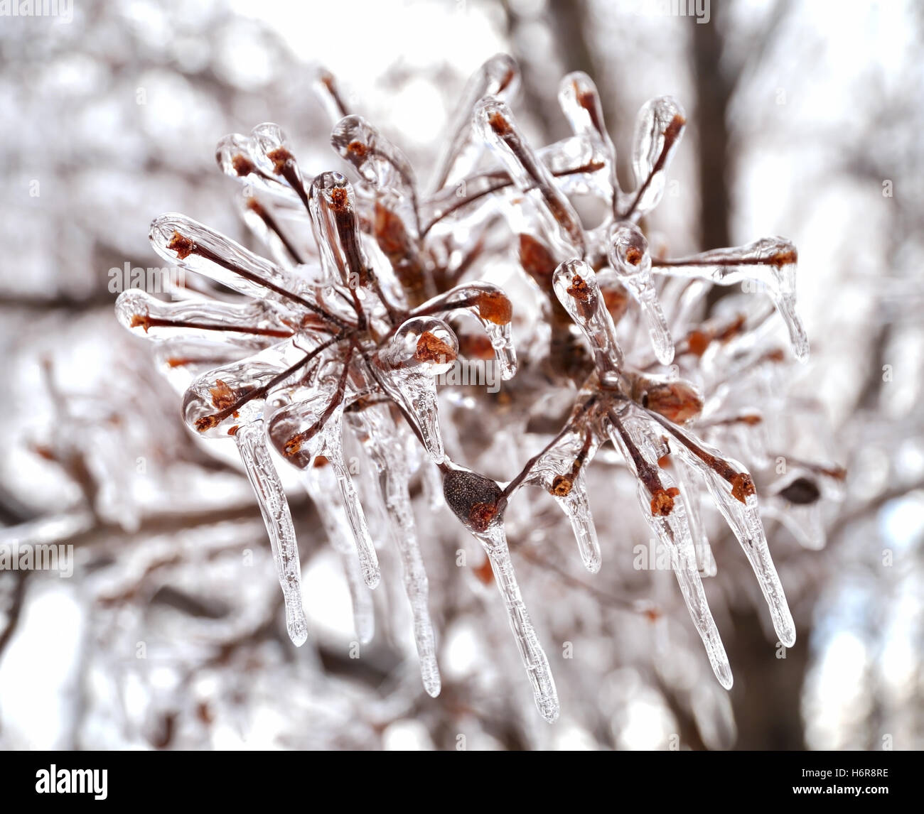 Neige arbre hiver cocaïne coke drogue drogues toxicomanogènes matériel ...