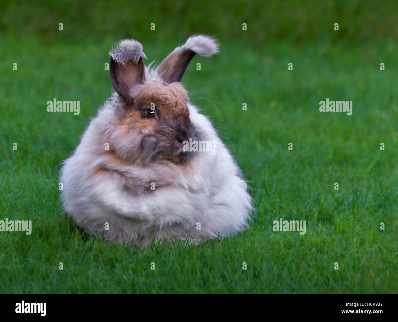 Angora lapin Banque de photographies et d’images à haute résolution - Alamy