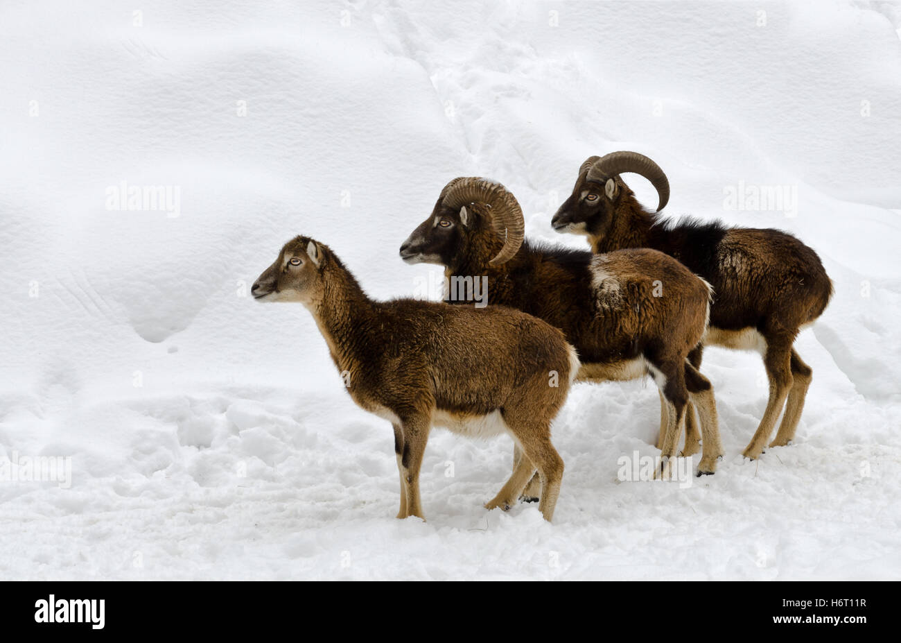 Animal salvage Banque de photographies et d’images à haute résolution ...