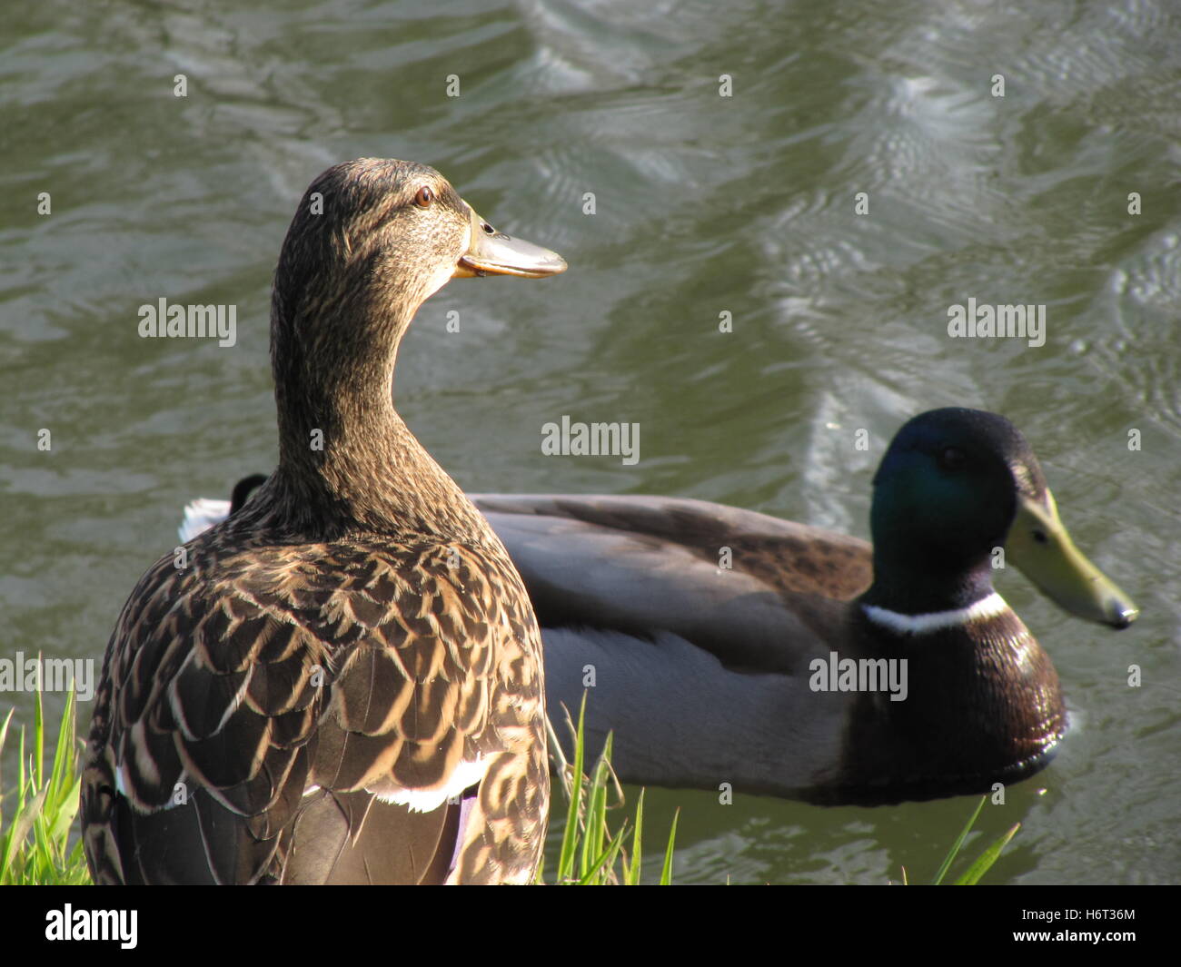 Couple de colvert Banque de photographies et d’images à haute ...
