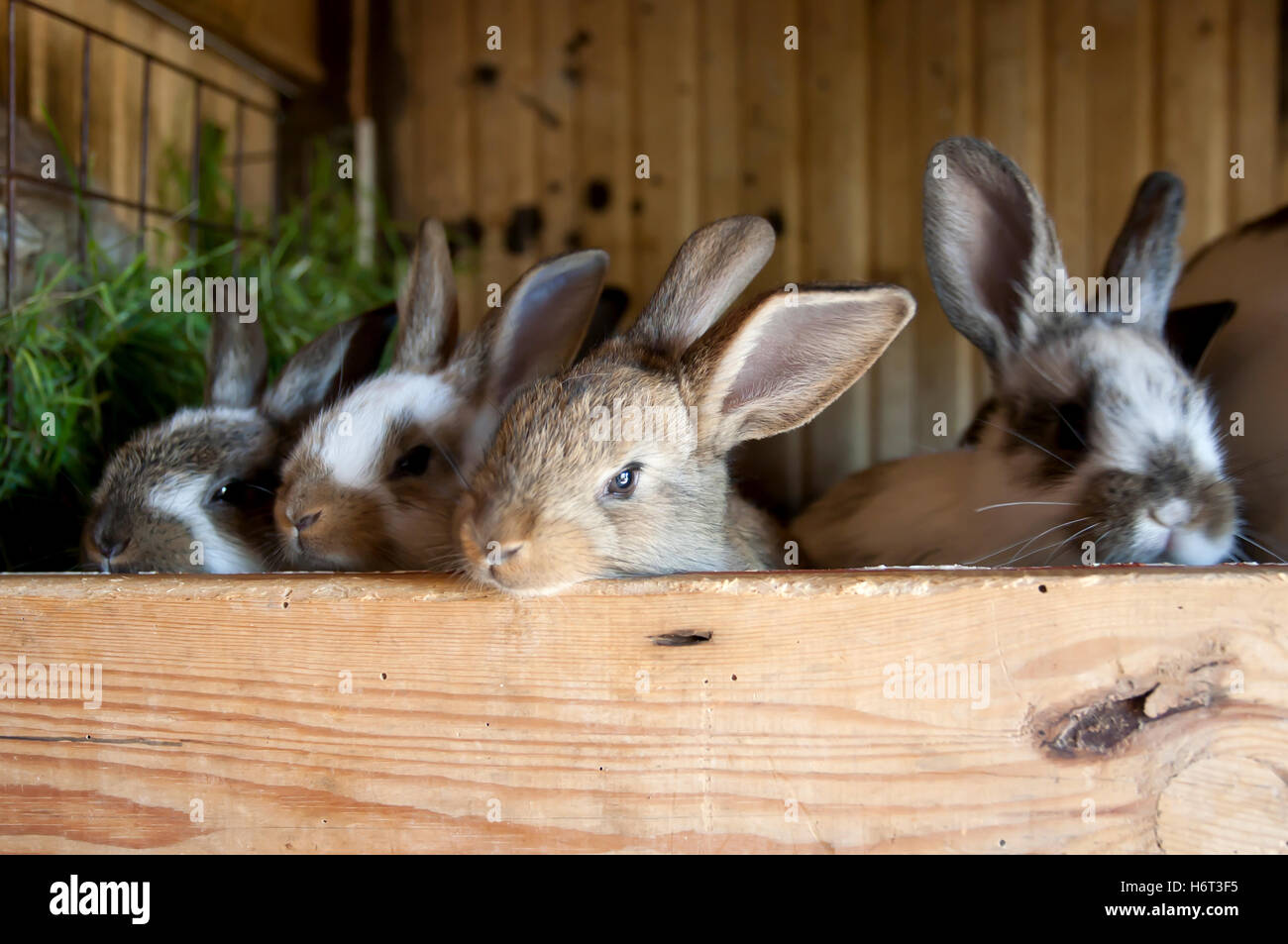 Group rabbits Banque de photographies et d’images à haute résolution ...