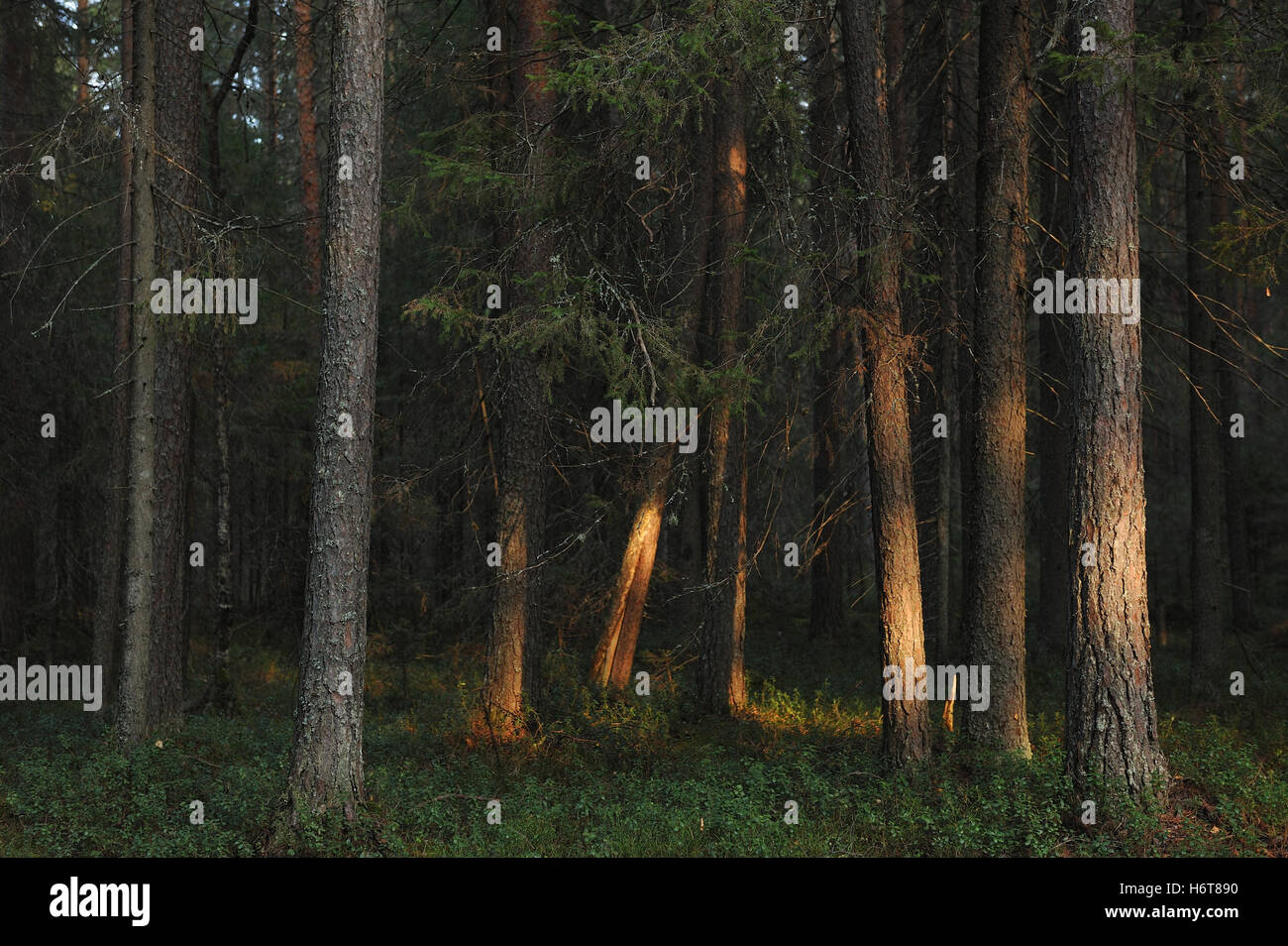 Taiga forest Banque de photographies et d’images à haute résolution - Alamy