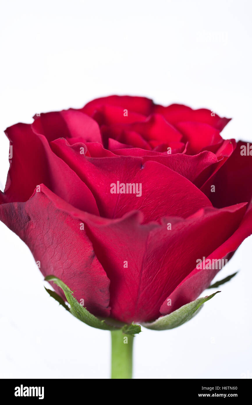 Femme aux roses rouges Banque de photographies et d’images à haute ...