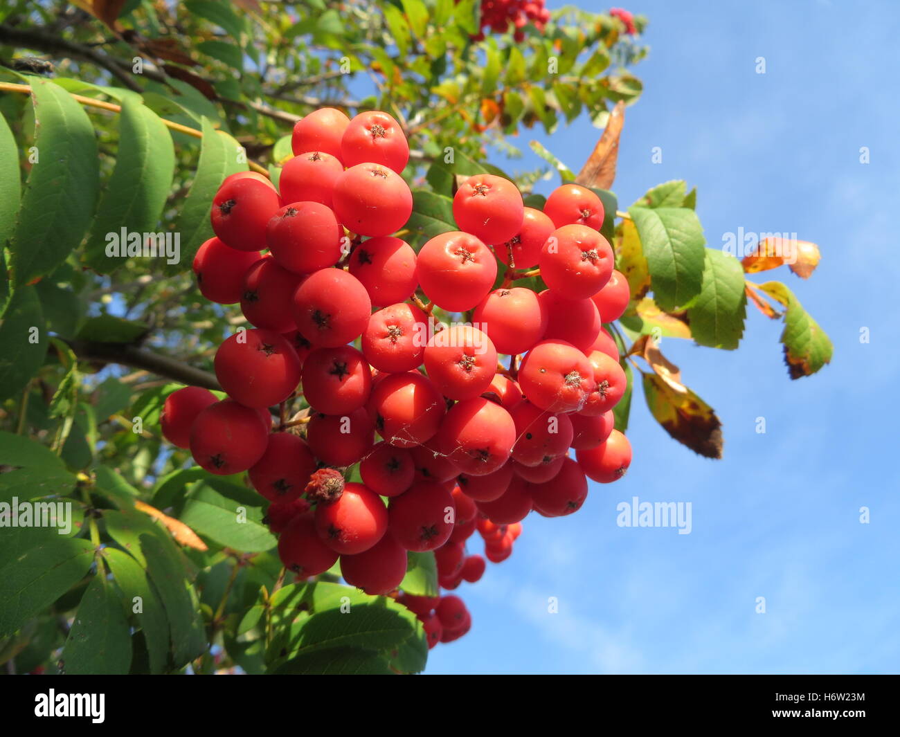 Sorbus aucuparia edulis Banque de photographies et d’images à haute ...