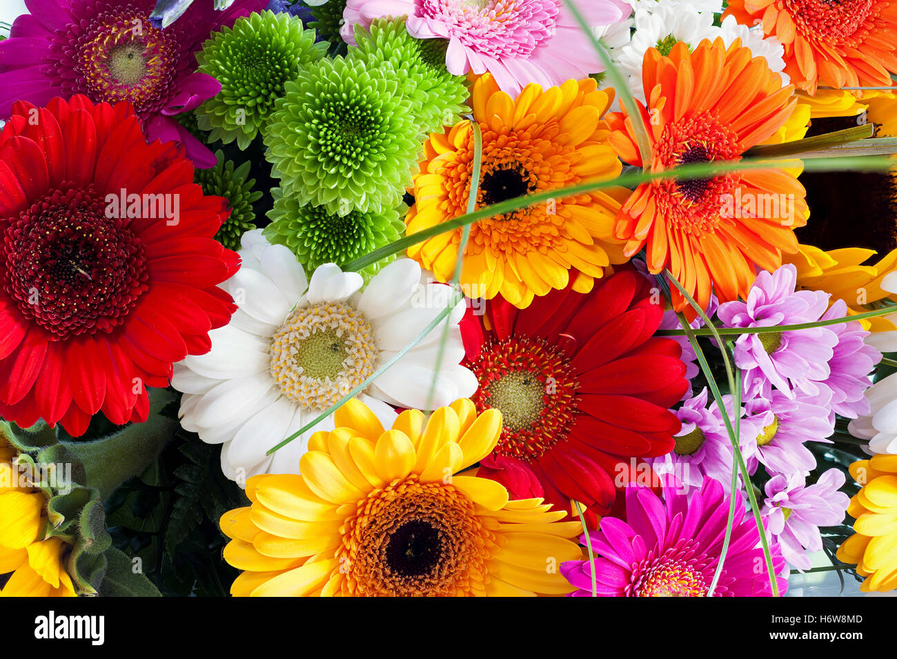 Fleurs magnifiques Banque de photographies et d’images à haute ...