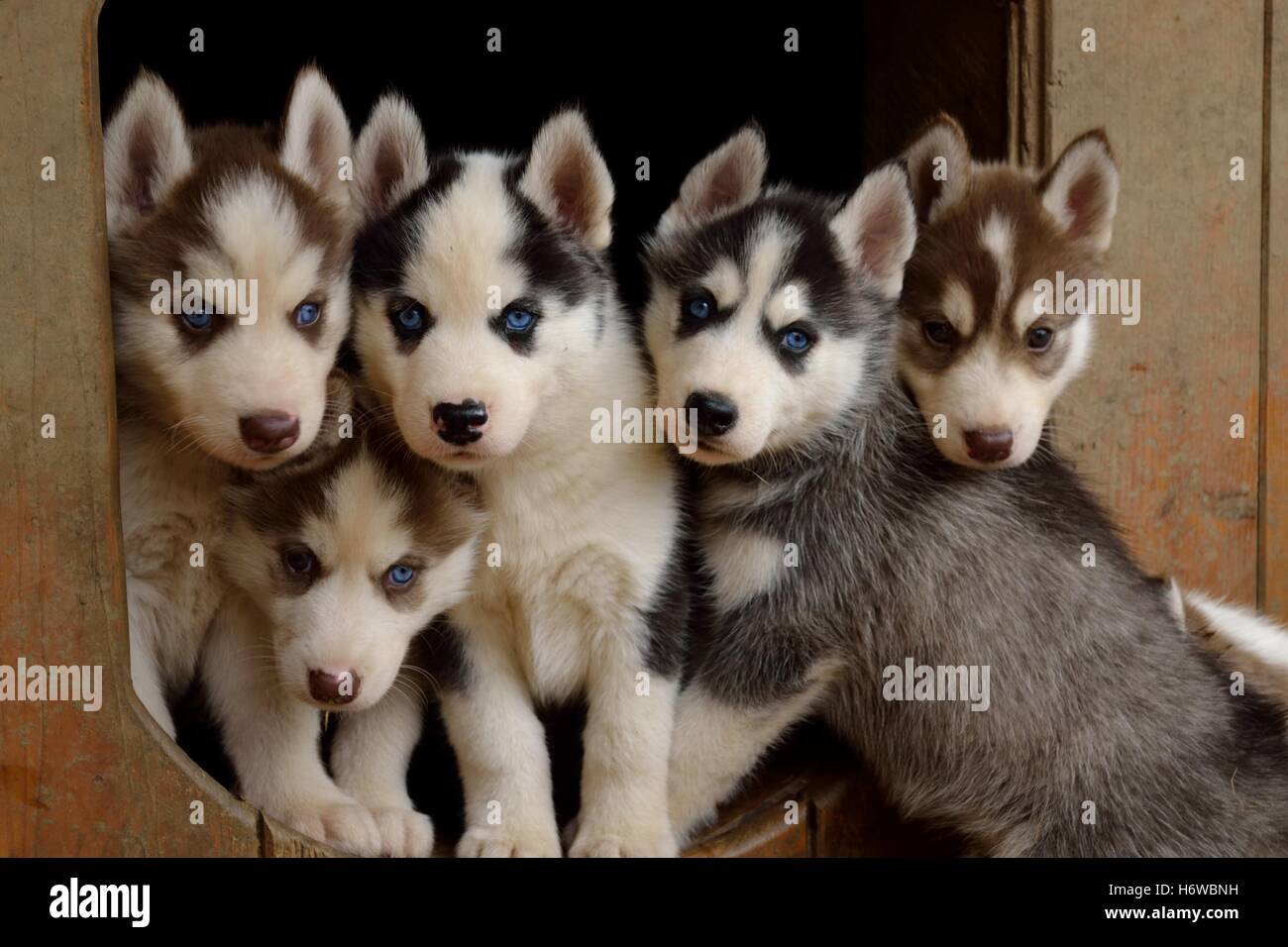 Siberian Husky Dog Puppies Banque d'image et photos - Alamy