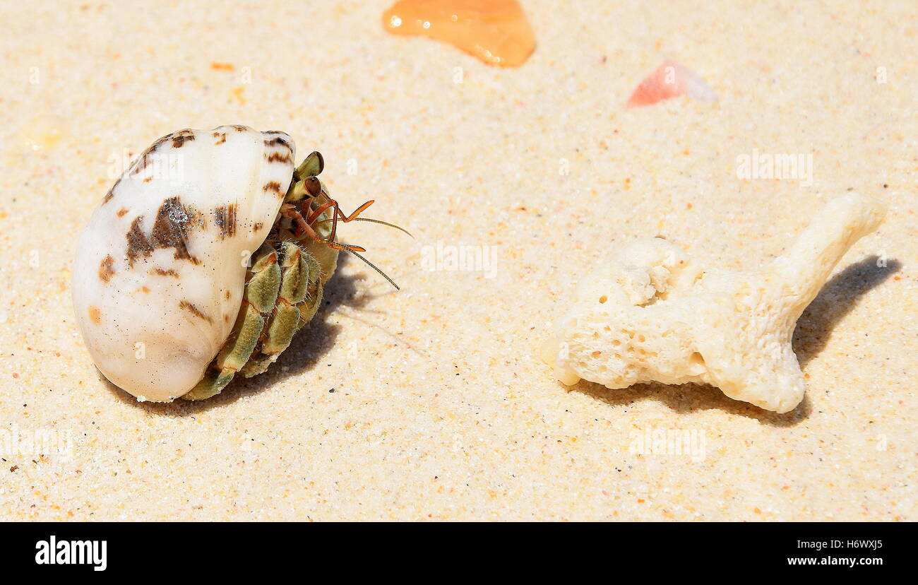 Crab in shell Banque de photographies et d’images à haute résolution ...