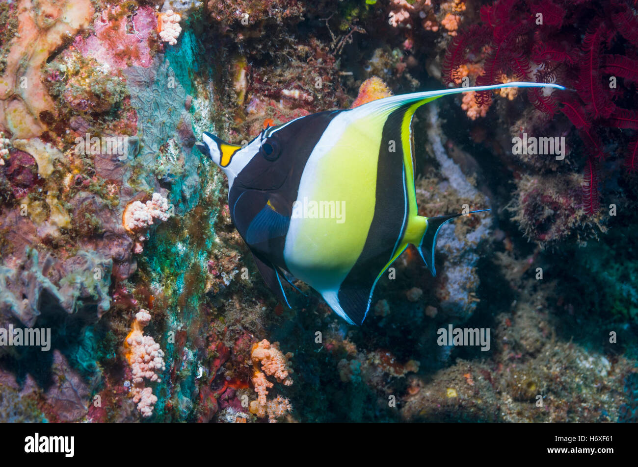 Faune de la mer rouge Banque de photographies et d’images à haute ...