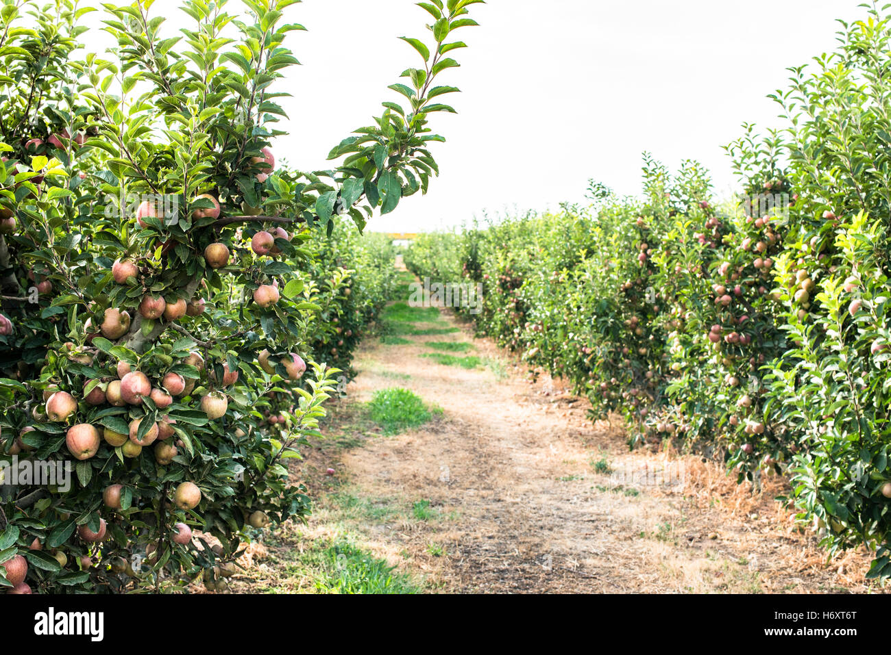 Arbre de pommes rouges Banque de photographies et d’images à haute ...