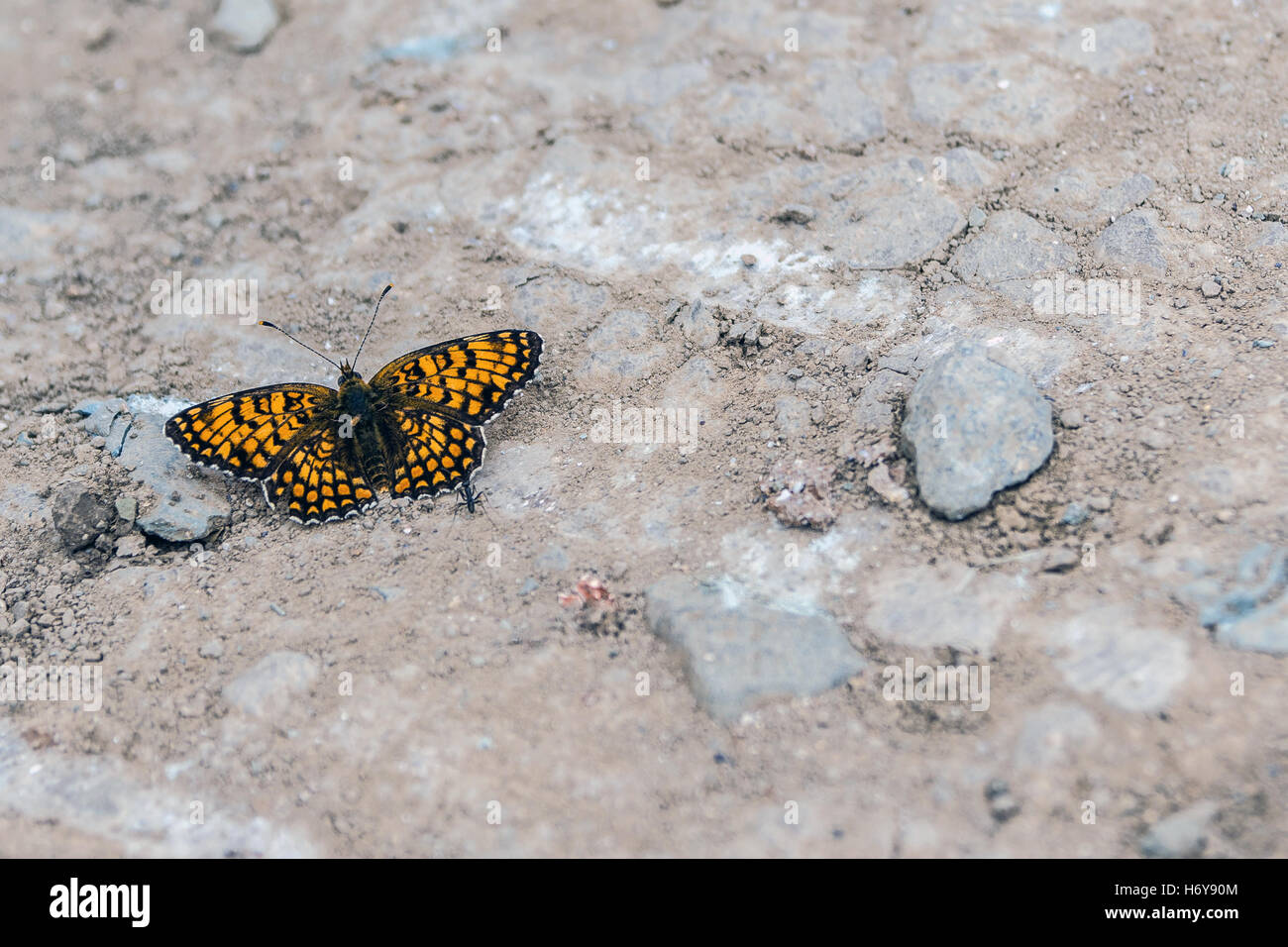 Papillon mignon Banque de photographies et d’images à haute résolution ...