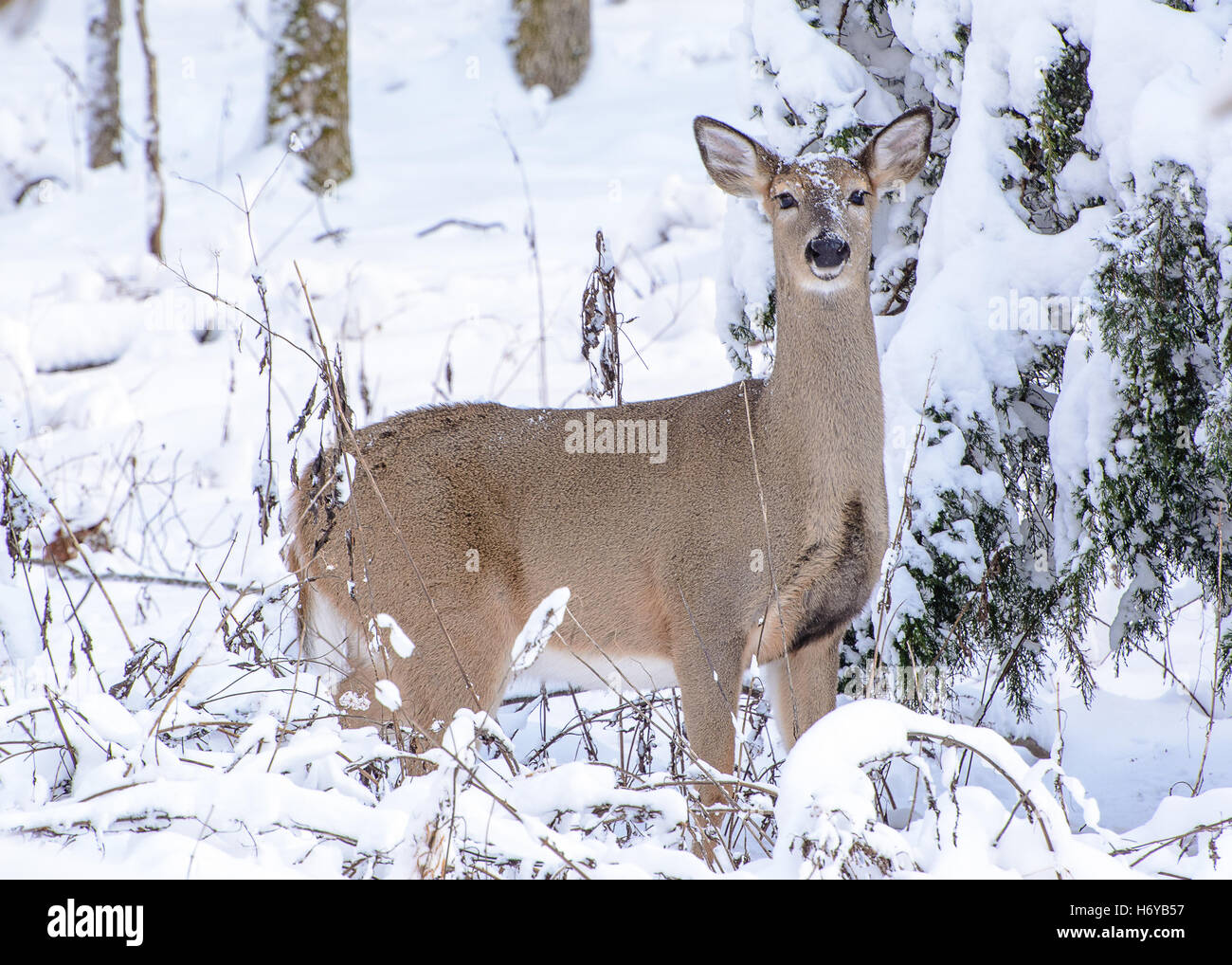 Cerf du lac de radnor Banque de photographies et d’images à haute ...