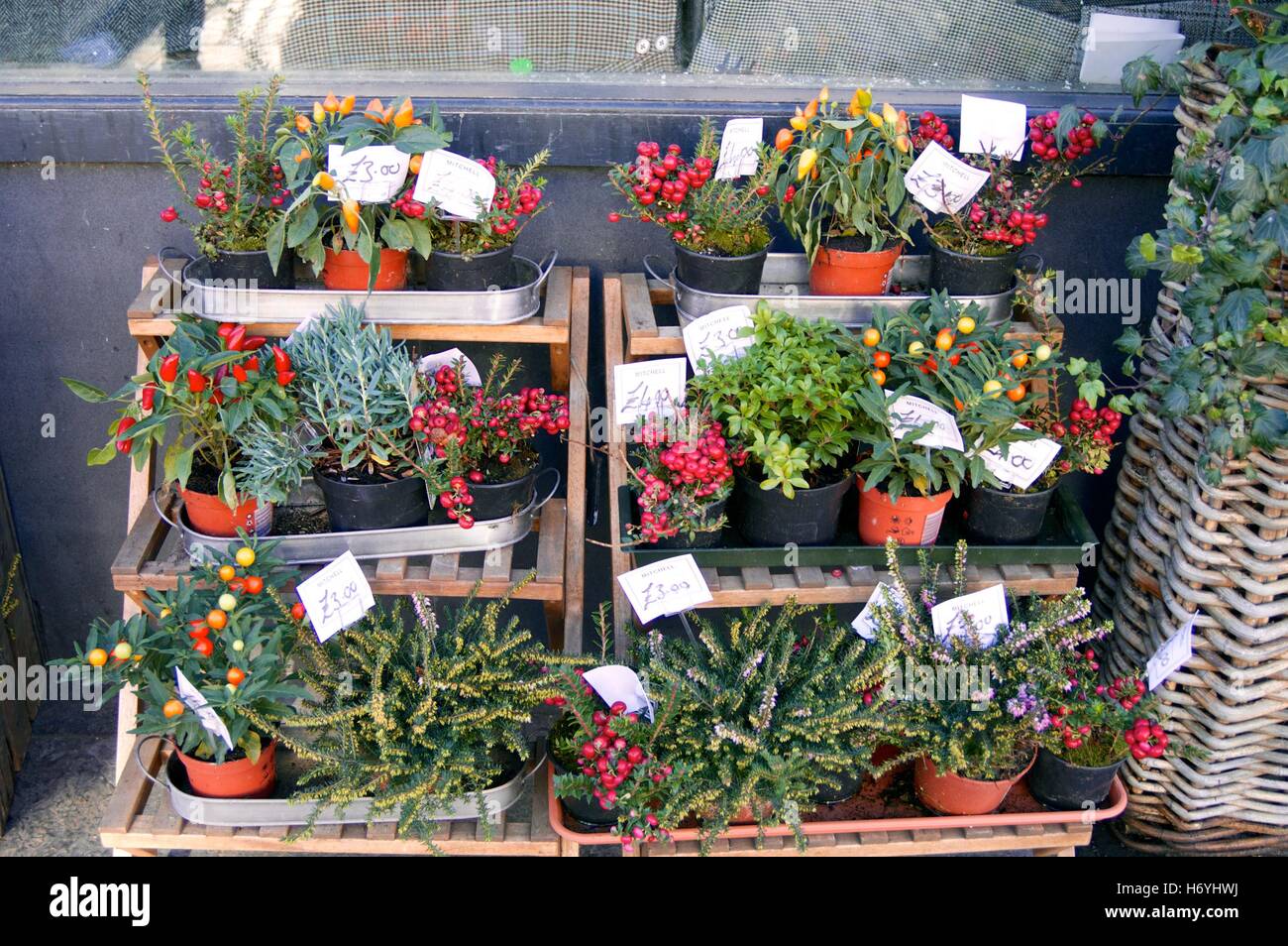 Plantes d'automne Banque de photographies et d’images à haute ...