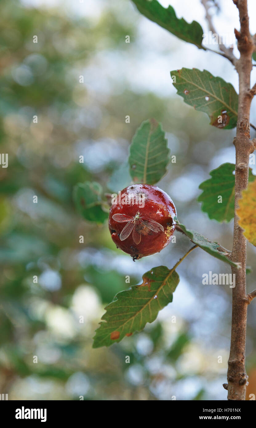 Fruit rouge Banque de photographies et d’images à haute résolution - Alamy