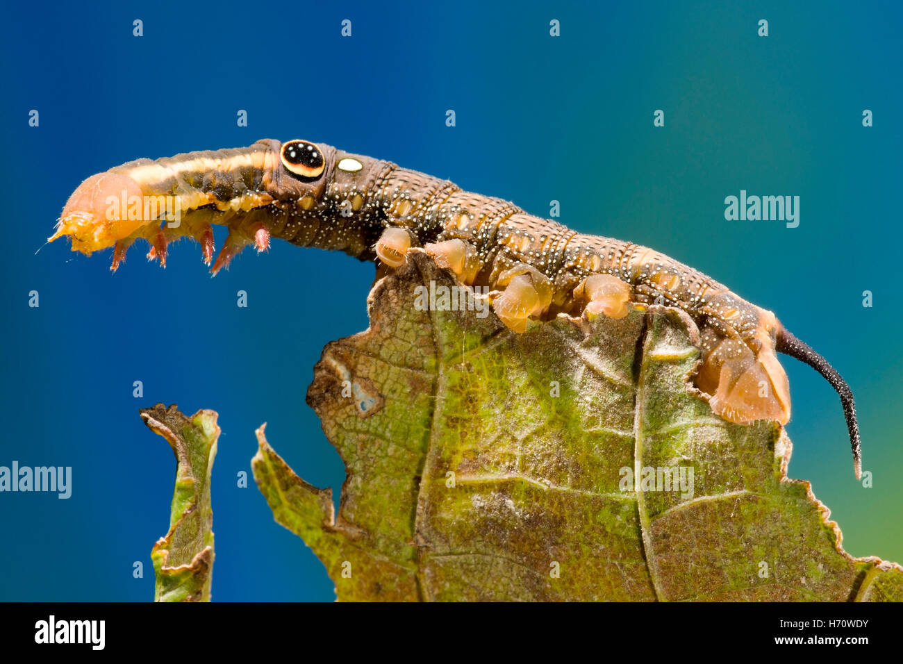Hawk Moth Vine's False eye caterpillar (Hippotion rosetta Photo Stock ...