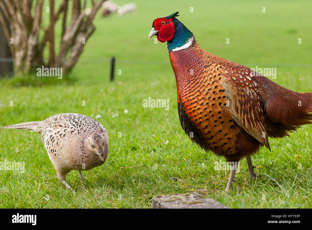 Mâle et femelle faisan paire de reproduction Photo Stock - Alamy