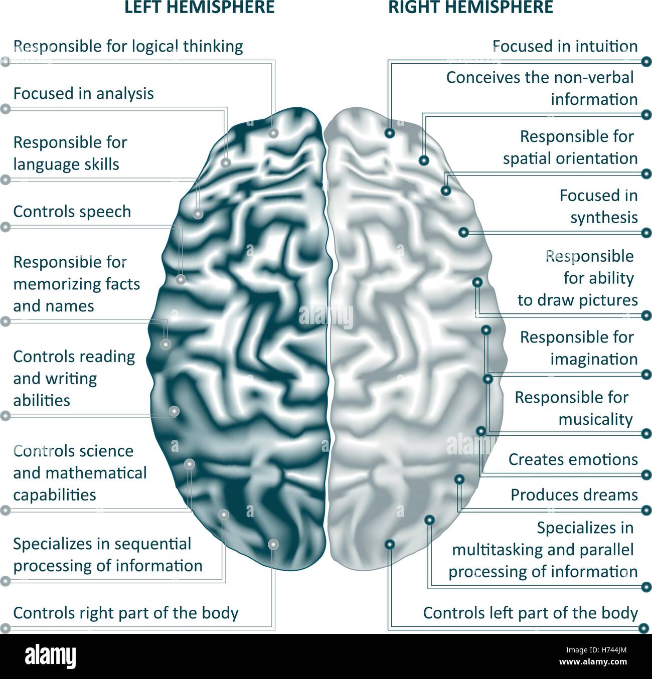 Gauche et droit du cerveau analytique hémisphères créatif infographie ...