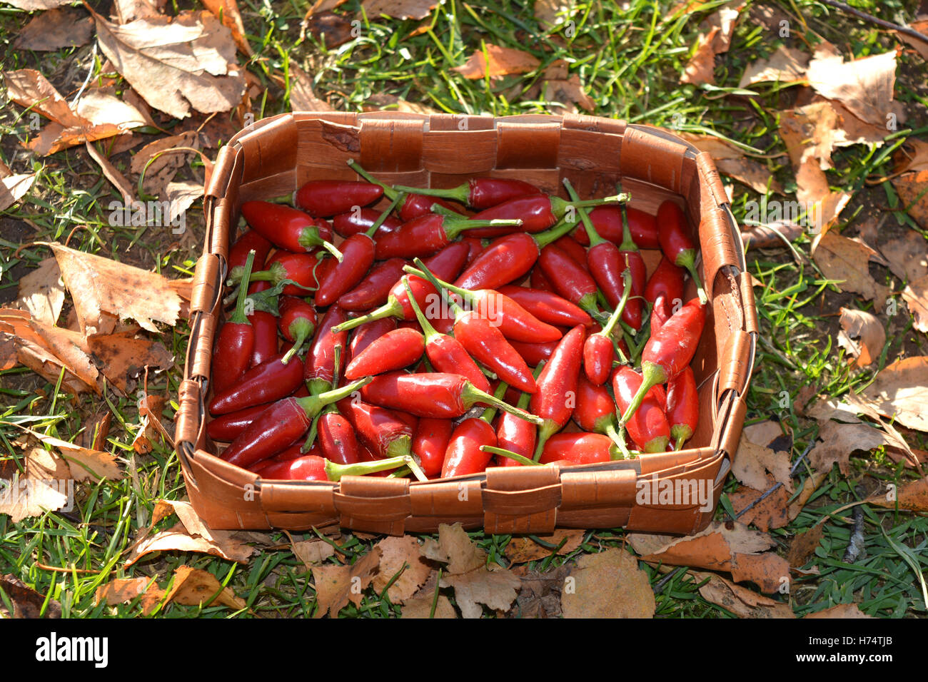Feuilles de piment rouge Banque de photographies et d’images à haute ...