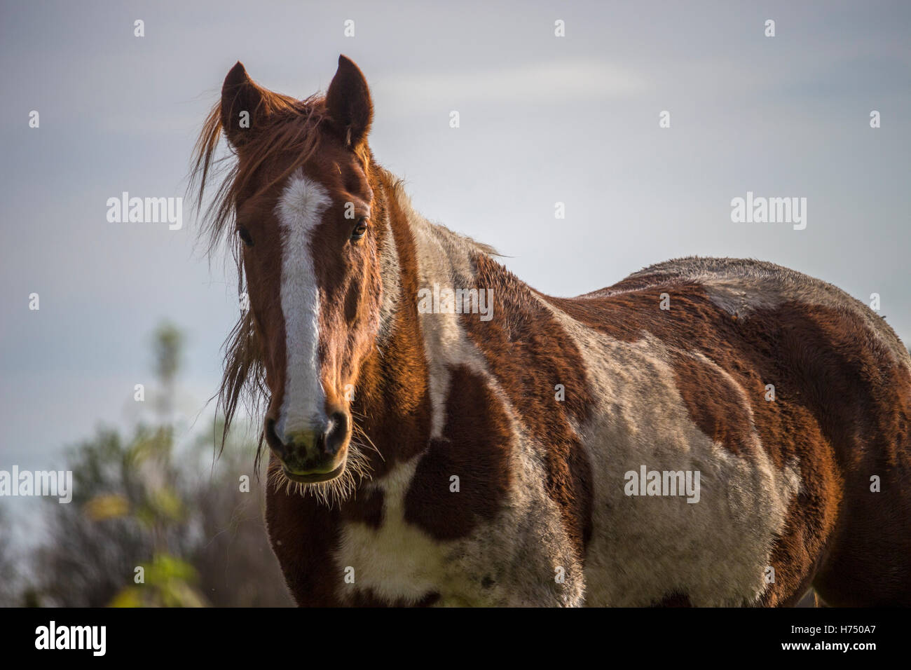 Visage de cheval Banque de photographies et d’images à haute résolution ...